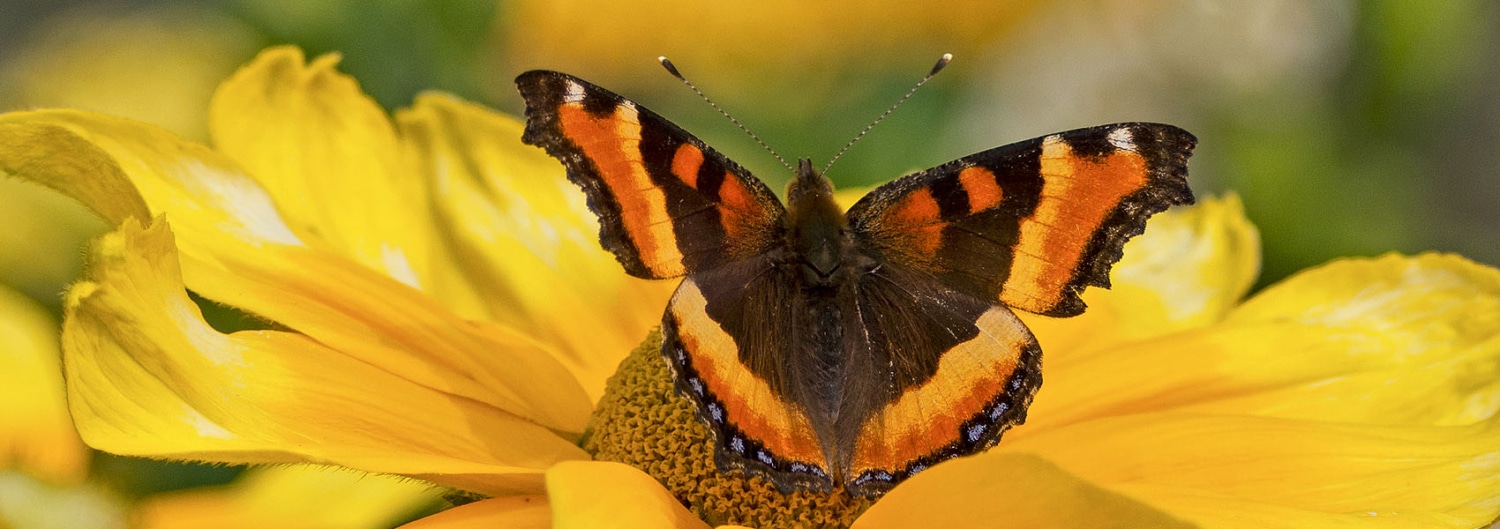 Program Catalog - Eagle Point - Blue Rapids Parks Council