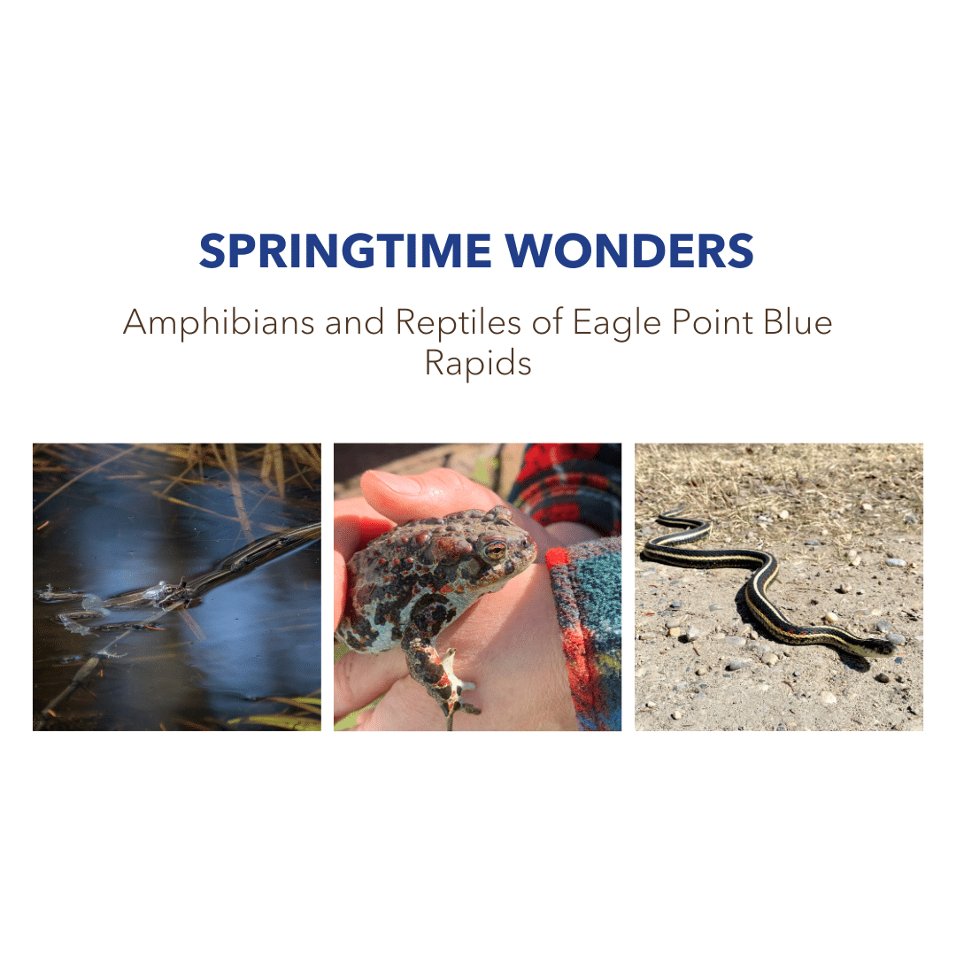 Springtime Wonders: Amphibians and Reptiles of Eagle Point Blue Rapids ...