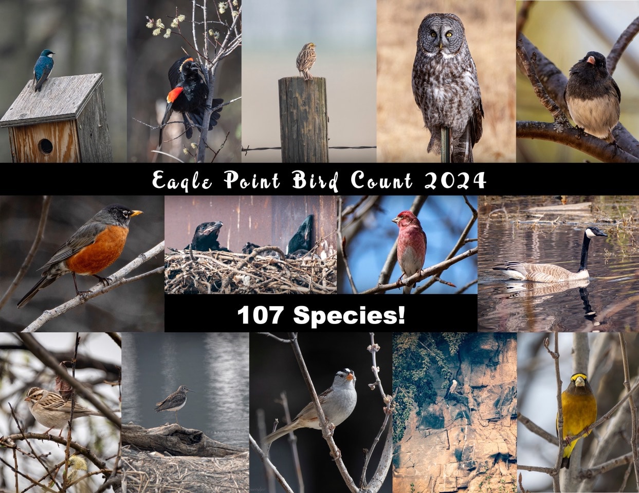 Eagle Point Team Smashes Previous Bird Census Records! - Eagle Point ...
