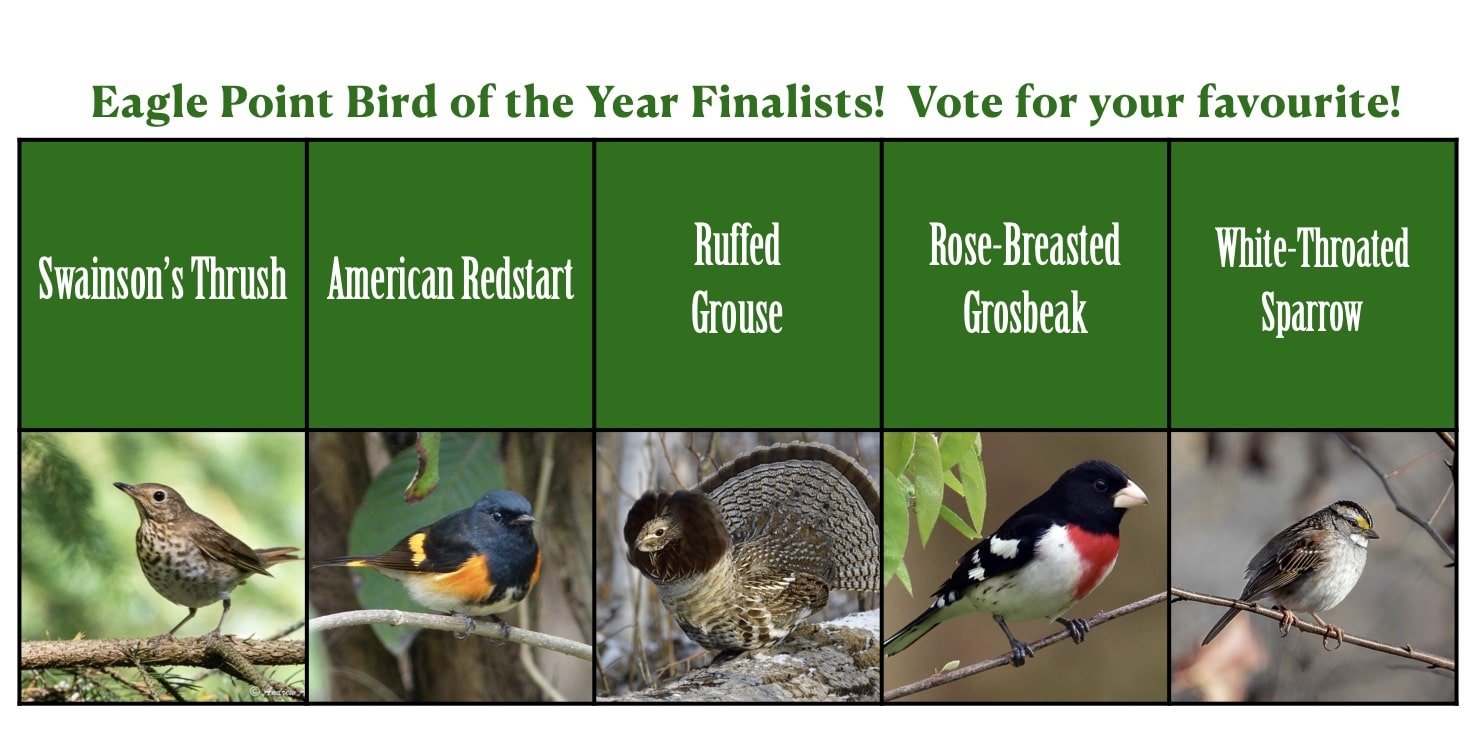 Eagle Point Bird of the Year 2025 - Eagle Point - Blue Rapids Parks Council